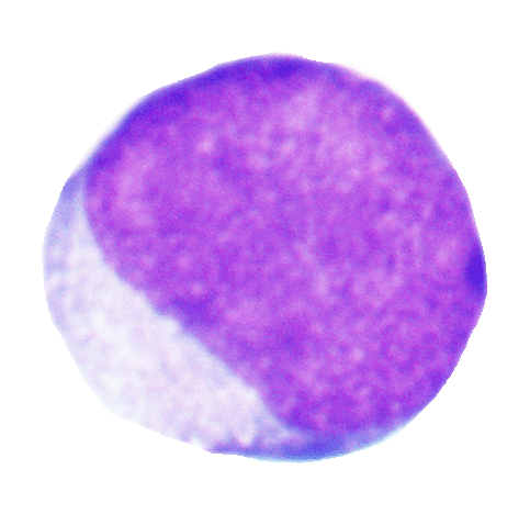 Cell maturation - Hematomorphology, a databank / imagebank for ...