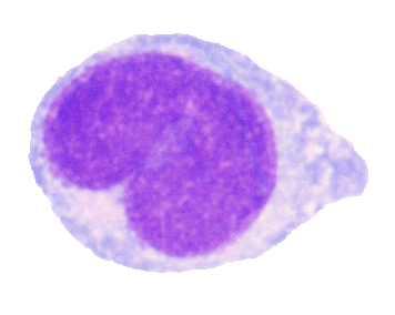 Cell maturation - Hematomorphology, a databank / imagebank for ...